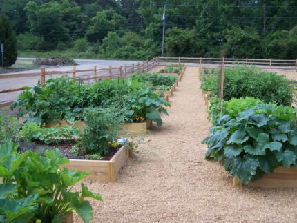 Planting Methods – IGC – Idyllwild Garden Club
